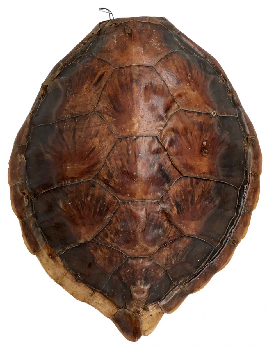 AFRICA - TAXIDERMIA | IX - CASCO DE TARTARUGA | 8x35x30