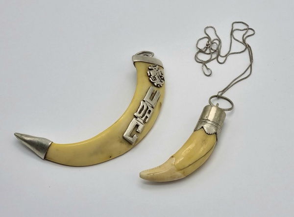 Par de dentes de Javali, 1 da parte superior com acabam