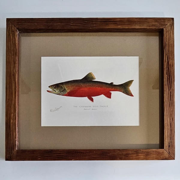 Gravura - "The Canadian Red Trout - Adult Male"