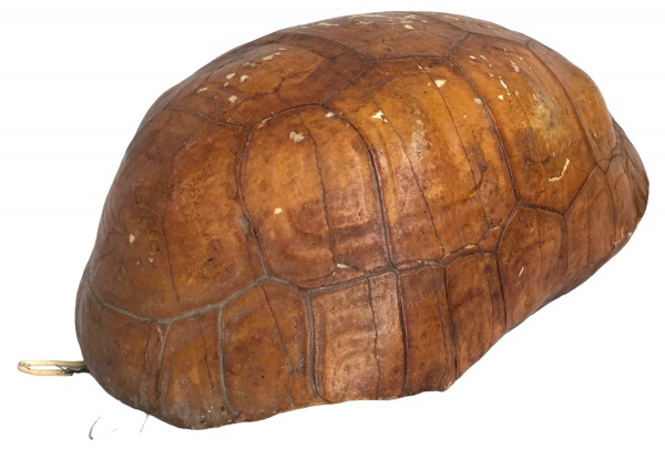 AFRICA - TAXIDERMIA | VI - CASCO DE TARTARUGA | 10x40x3